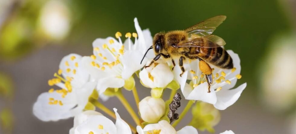 The Complete Guide to Bee Pollen [Buzzworthy Benefits] | Aloe Guide